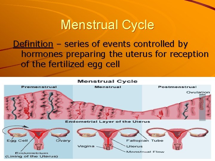 Menstrual Cycle Menstrual Cycle Definition series of events