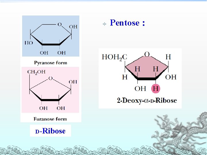 Chapter 5 Carbohydrate Metabolism Lecture 1 Lecture 2