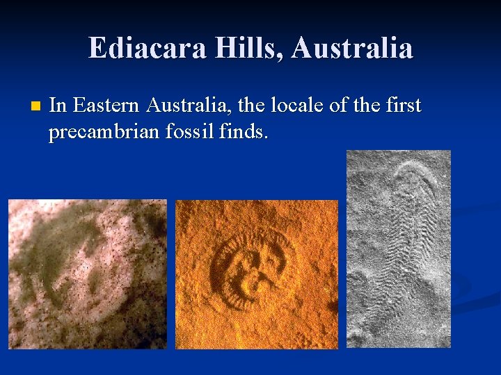 Ediacaran Fauna Precursors to the Cambrian Explosion Matt