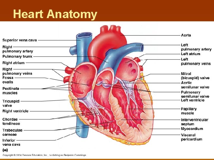 Chapter 8 Cardio System Parts Heart Pericardium membrane