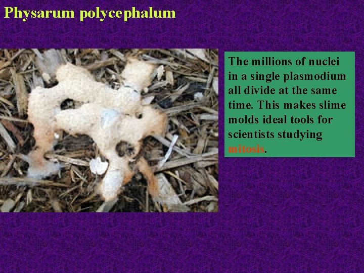 Bio 318 b Lecture 3 The Main Groups