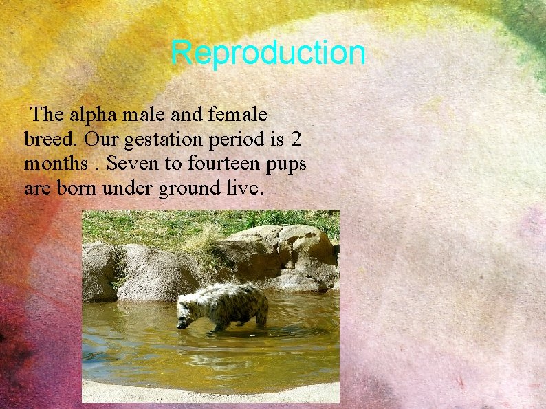 African Wild Dog By Bryn T Appearance I