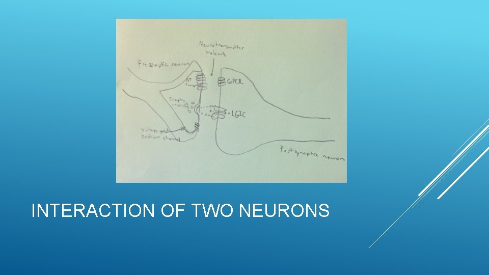 THE NERVOUS SYSTEM By Jameson Meyer Definition The