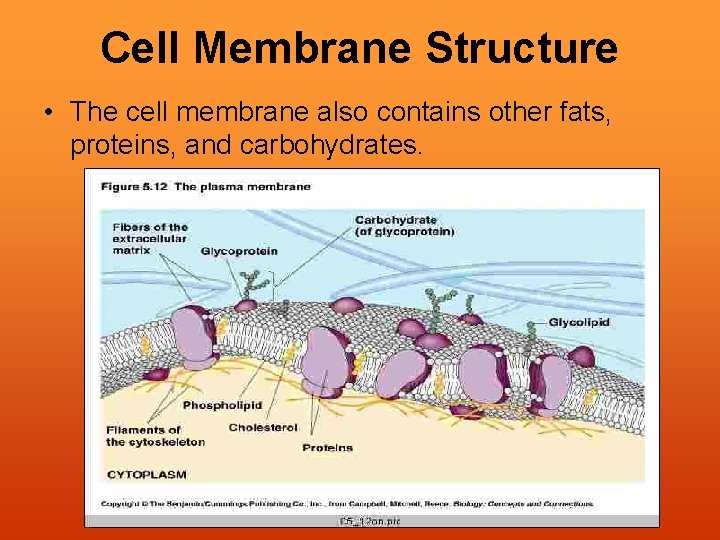 Lipids and Cell Membrane Structure Lipids a k