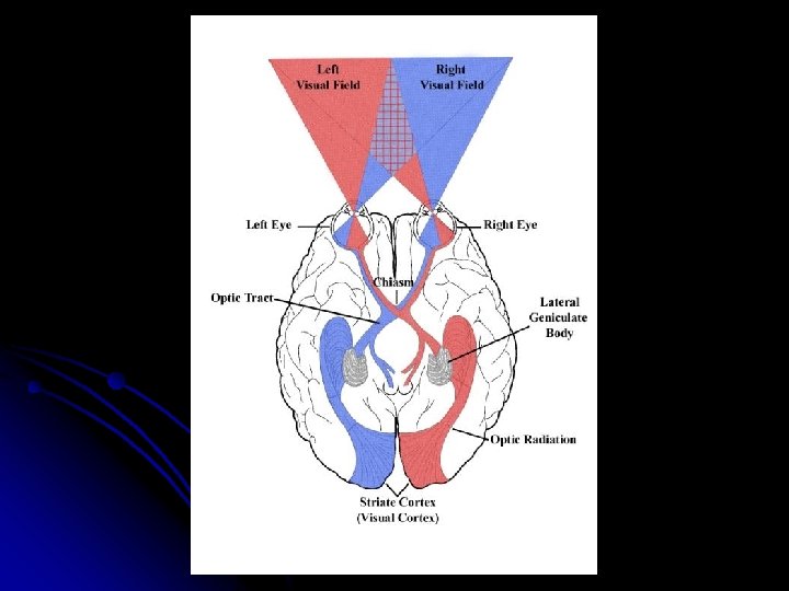 The impact of typical and atypical language dominance