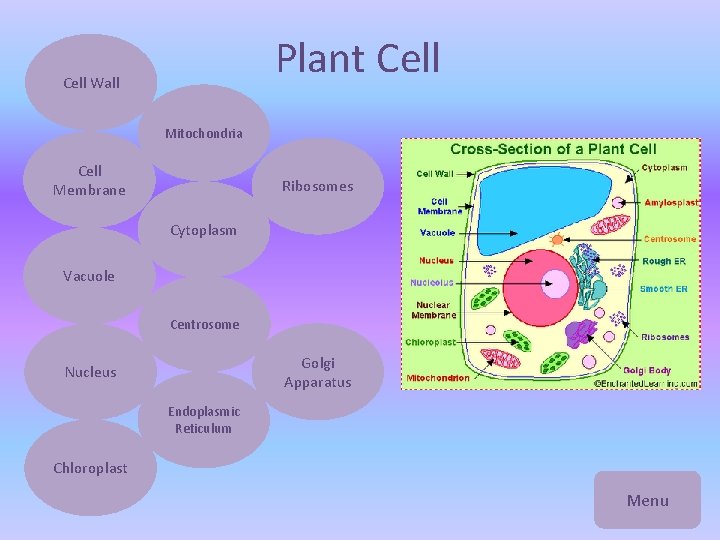 The Eularyotic Cells Grade 7 April Couch Introduction