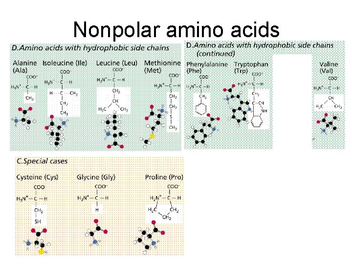 Amino acids proteins Biological macromolecules Proteins Carbohydrates ...