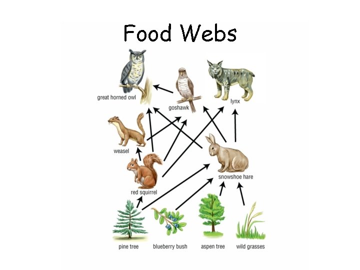 Lesson 3 Interactions in Ecosystems Ecological Niche An