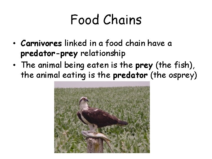 Lesson 3 Interactions in Ecosystems Ecological Niche An