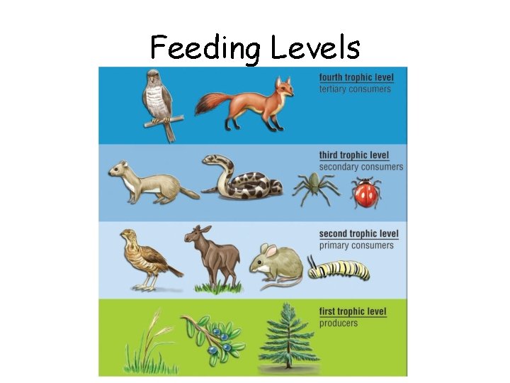 Lesson 3 Interactions in Ecosystems Ecological Niche An