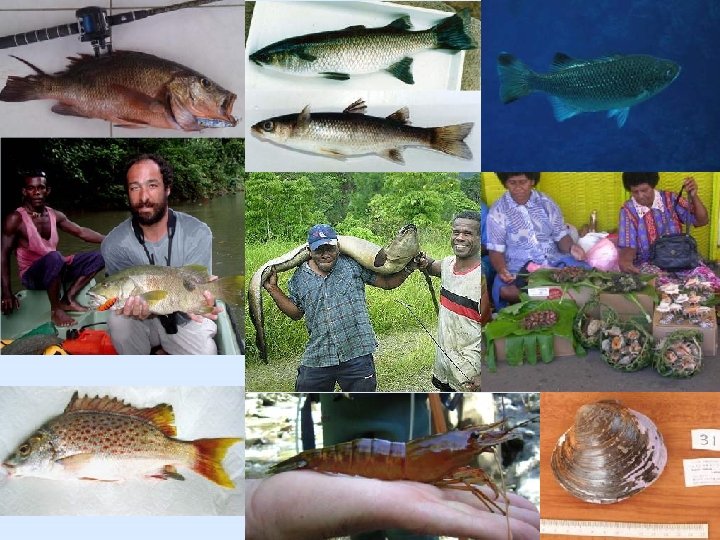 Projected changes to freshwater fish habitats Presented by