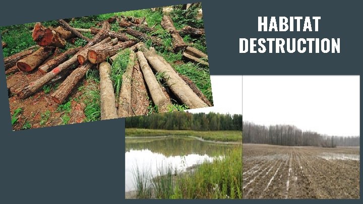 BIODIVERSITY HUMAN IMPACT Power Point Notes Practice Qs
