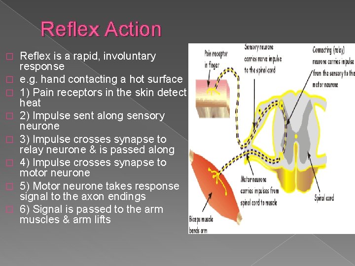 Brain Nervous System Chapter 15 Brain several main