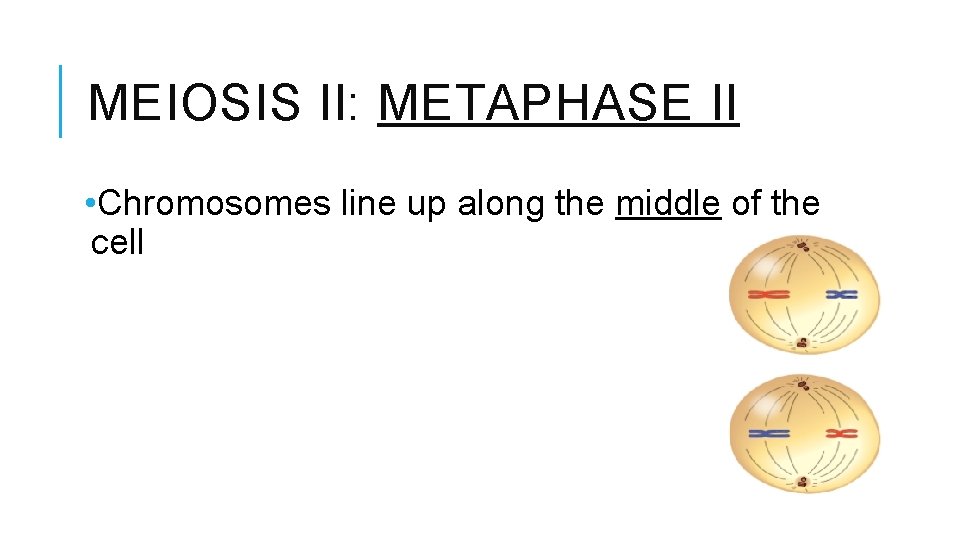 BIOLOGY V 1 Meiosis 2 Stages of Meiosis
