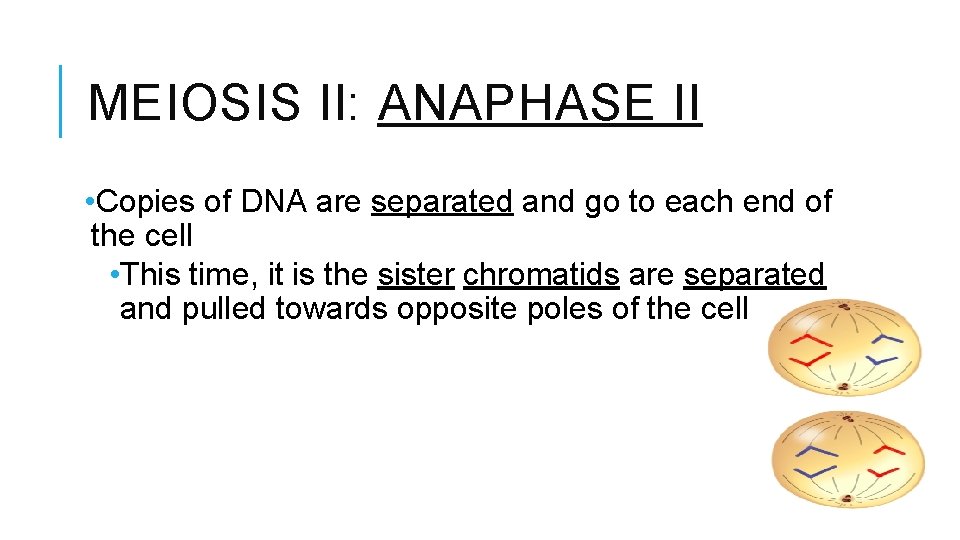 BIOLOGY V 1 Meiosis 2 Stages of Meiosis