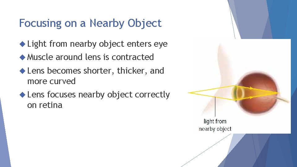 The Eye Human Eye Front of the eye