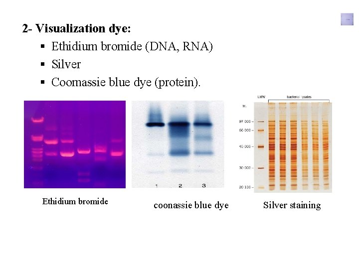 Lab 10 Electrophoresis Analytical biochemistry lab KAUbiochemistry dep