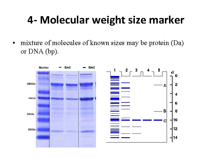 Lab 10 Electrophoresis Analytical biochemistry lab KAUbiochemistry dep
