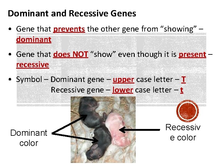 Davis Genetics Notes Who is Gregor Mendel Father