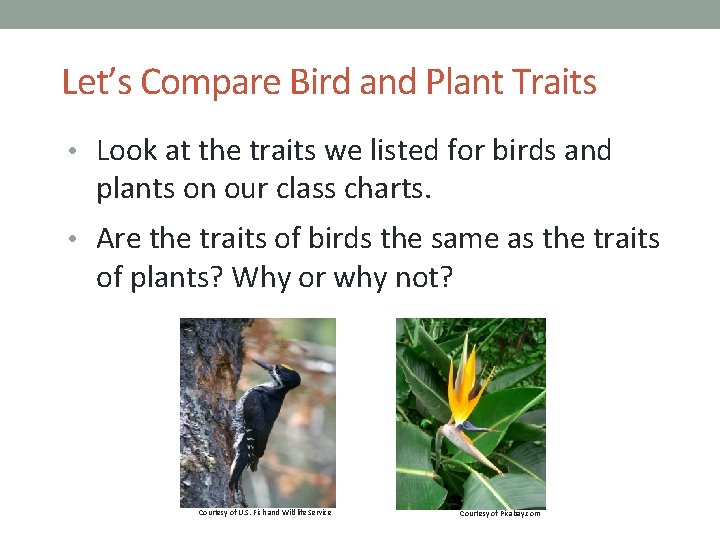 VARIATIONS IN PLANTS AND ANIMALS LESSON 1 B