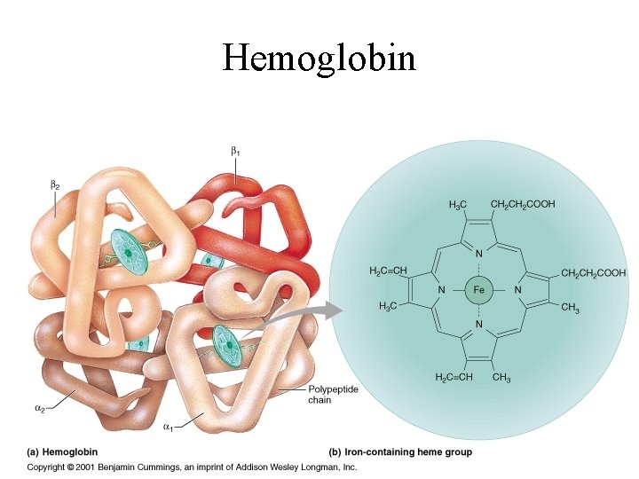 Cardiovascular System Blood Anatomy Physiology II Tony Serino