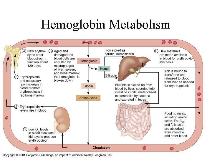 Cardiovascular System Blood Anatomy Physiology II Tony Serino