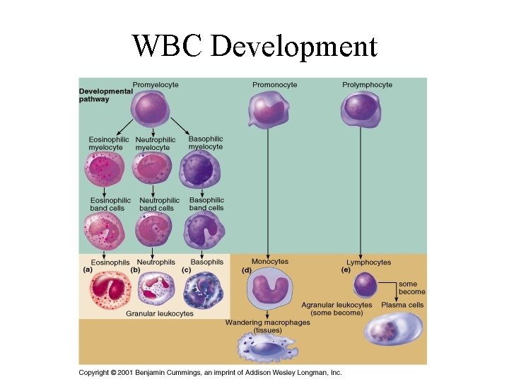 Cardiovascular System Blood Anatomy Physiology II Tony Serino