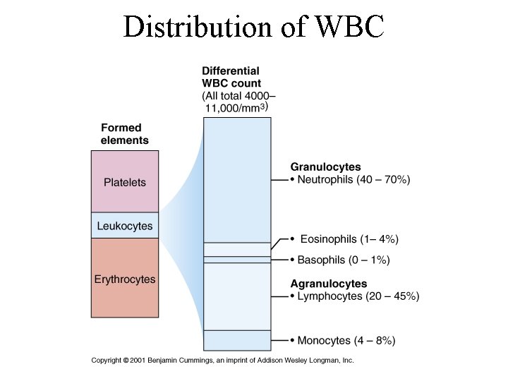 Cardiovascular System Blood Anatomy Physiology II Tony Serino