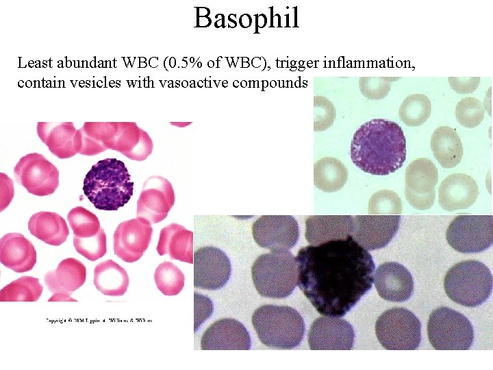 Cardiovascular System Blood Anatomy Physiology II Tony Serino