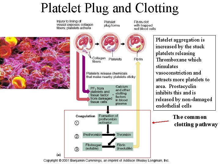 Cardiovascular System Blood Anatomy Physiology II Tony Serino