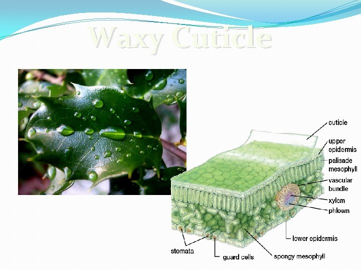 Plant Vocab 1 Green substance or chemical that