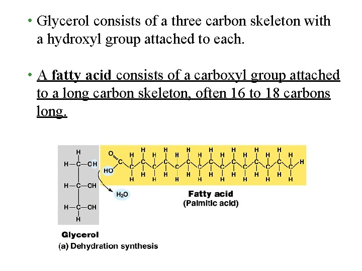 Macromolecules Carbohydrates Fat Protein Nucleic Acids Chapter 6