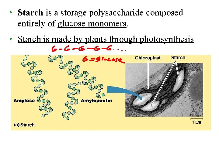 Macromolecules Carbohydrates Fat Protein Nucleic Acids Chapter 6