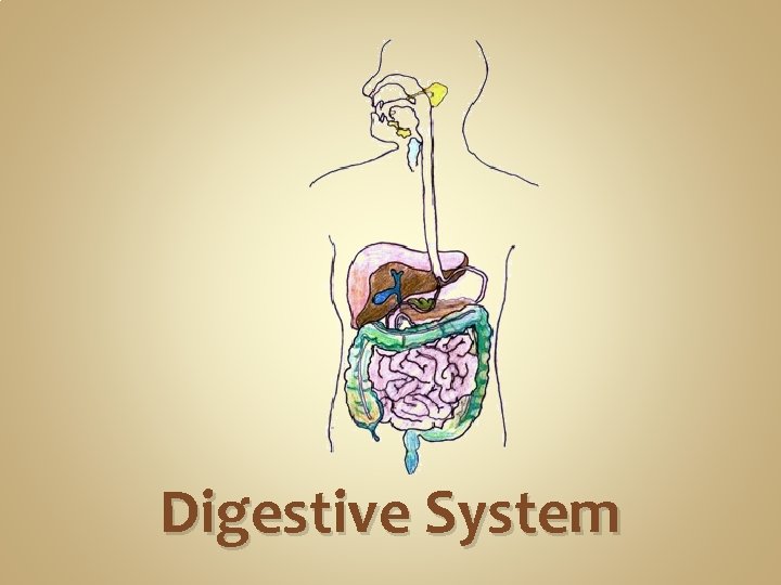 Human Body Systems 9 Immune 1 Digestive 2