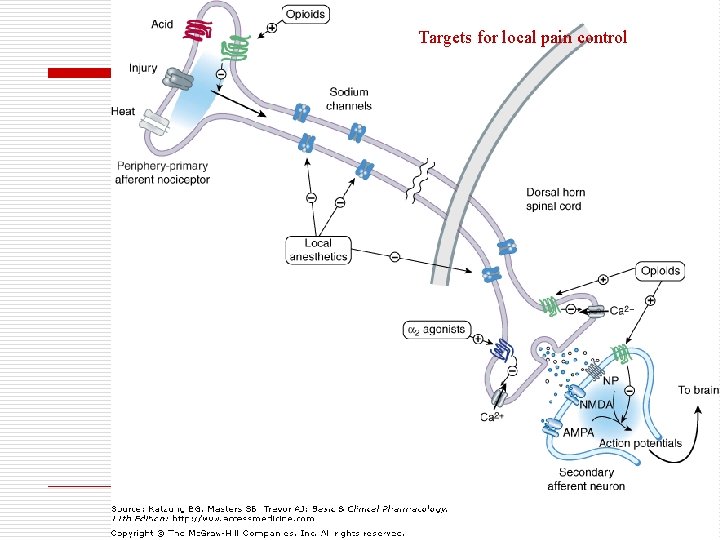 Cocaine Tetracaine Pontocaine Procaine Novocain Benzocaine Lidocaine ...