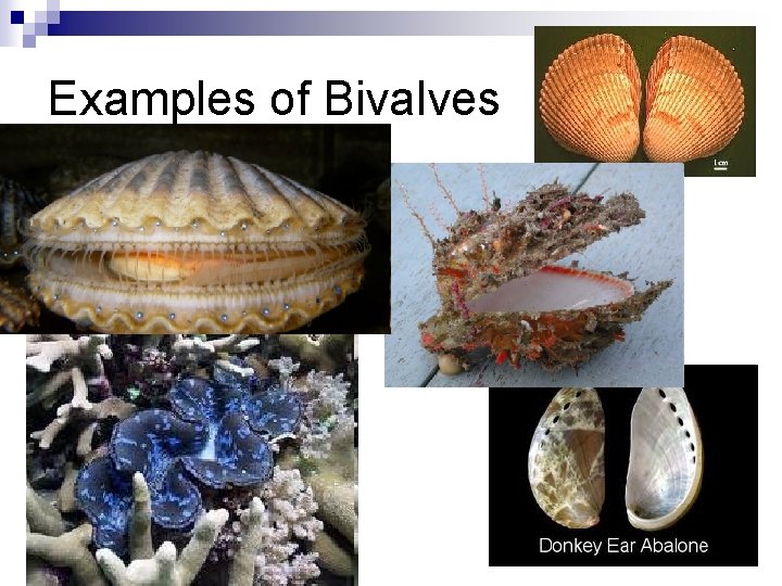 Phylum Mollusca Class Bivalvia Oysters Clams Scallops Oh