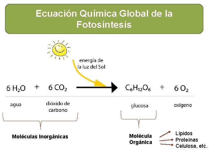 FASES DE LA FOTOSNTESIS FASE DEPENDIENTE DE LUZ