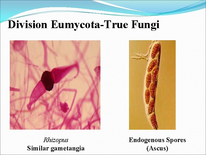 Microbiology Introduction to Mycology Division EumycotaTrue Fungi Non