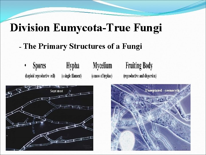 Microbiology Introduction to Mycology Division EumycotaTrue Fungi Non