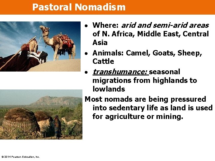 Pastoral Nomadism Bedouin Shepherd Somali Nomad and Tent