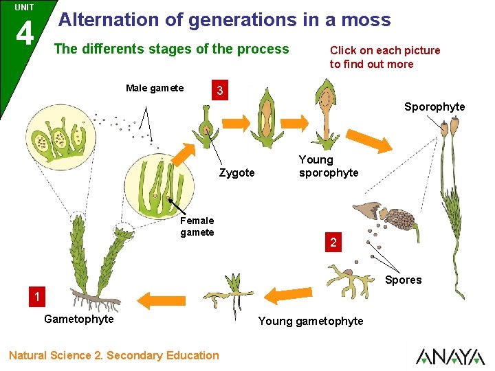 UNIT 4 The reproduction function ALTERNATION OF GENERATIONS