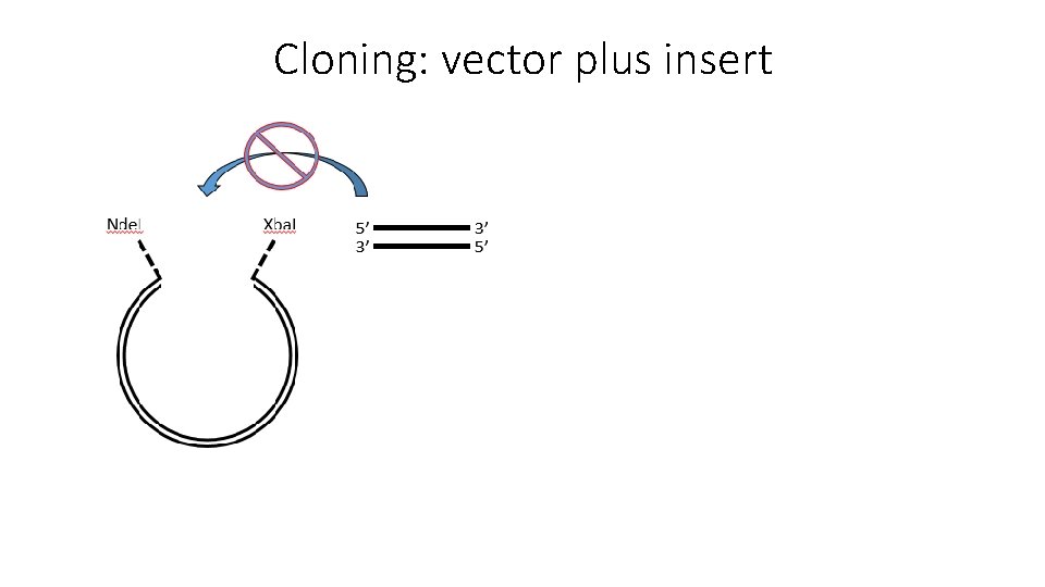 Lecture 8 January 19 2016 Biotech 3 Polymerase