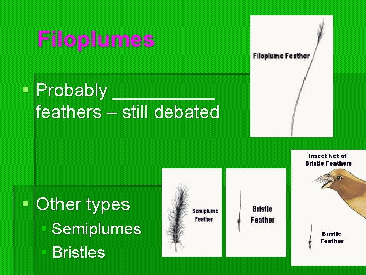 Bird Adaptations Zoology Bird Adaptations 1 Types of