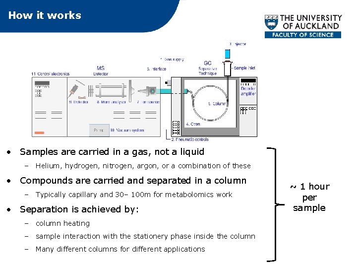 Gas Chromatography Mass Spectrometry Dr Erica Zarate Auckland