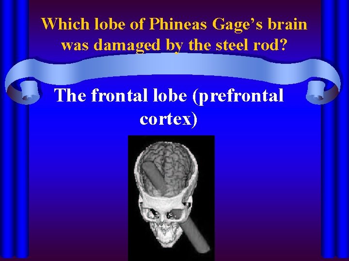 What part of the brain is a relay