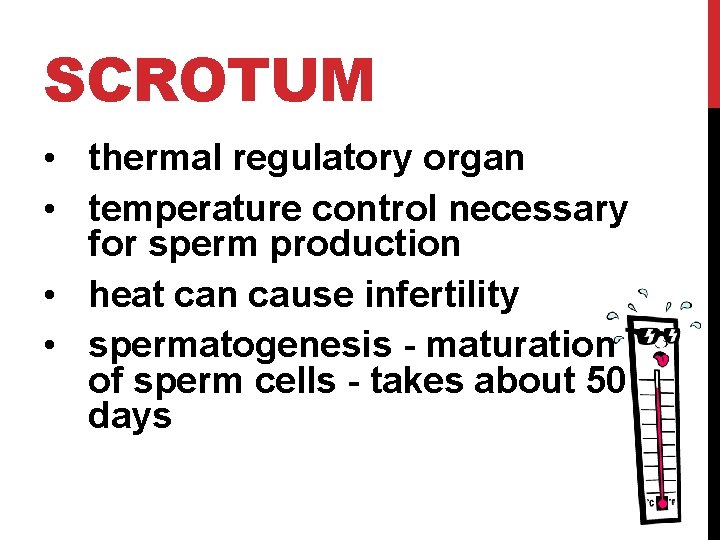 MALE REPRODUCTIVE TRACT HTTP WWW YOUTUBE C OMWATCH