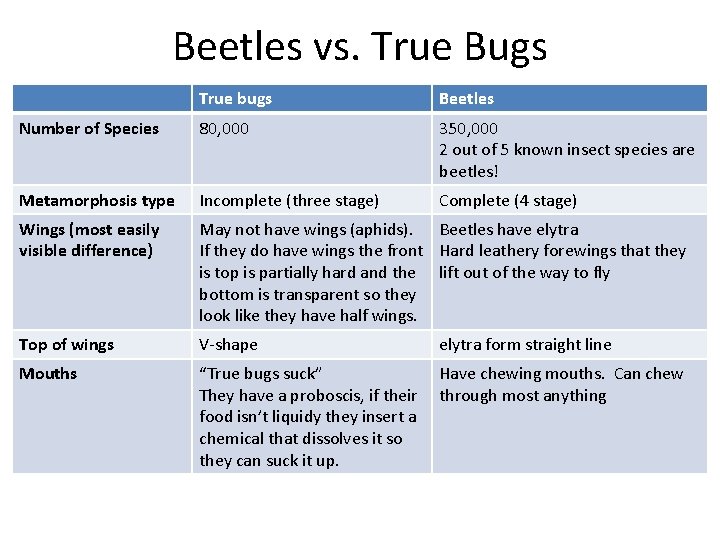 Beetles vs true bugs Beetles vs True Bugs