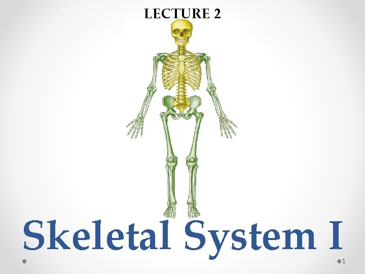 LECTURE 2 Skeletal System I 1 Introduction The