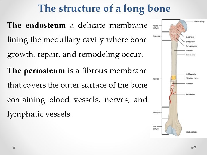 LECTURE 2 Skeletal System I 1 Introduction The