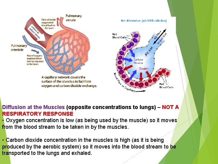 KEY KNOWLEDGE The functions responsible for short term